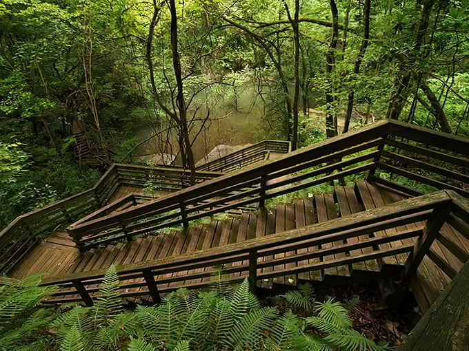 Nature's grand staircase descends into a prehistoric world. The wooden boardwalk at Devil's Millhopper feels like entering Jurassic Park without the dangerous dinosaurs.