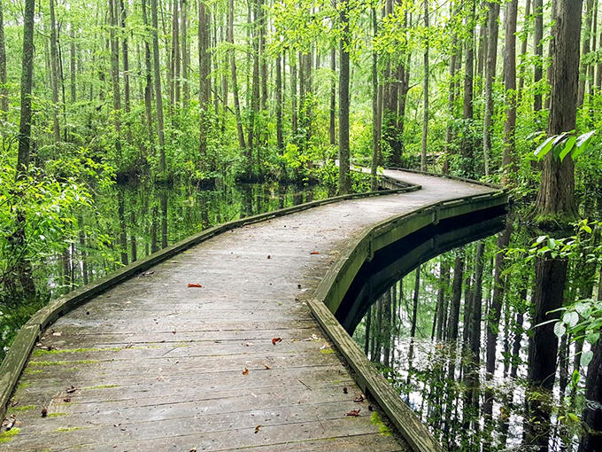Nature's own infinity pool - this winding boardwalk through Woods Bay's cypress-tupelo swamp creates the illusion of walking on water.