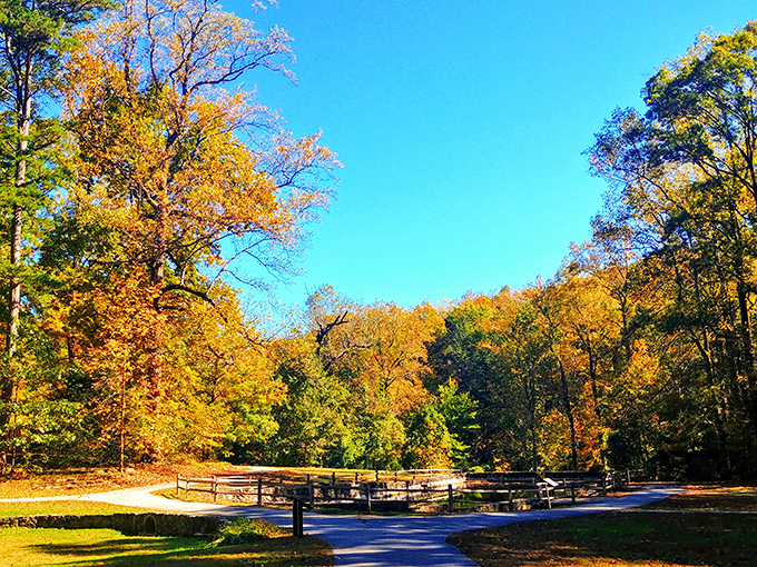 Fall's golden palette transforms Jones Gap into nature's art gallery. The crisp mountain air practically begs you to follow that winding path into autumn's embrace.