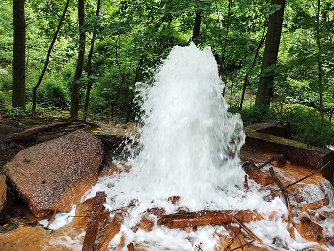 Nature's own fountain show erupts from Pennsylvania's forest floor with surprising theatrical flair.