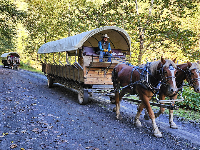 Majestic Belgian draft horses pull visitors through Pennsylvania's lush countryside, offering a glimpse into 19th-century travel without the dysentery or typhoid.