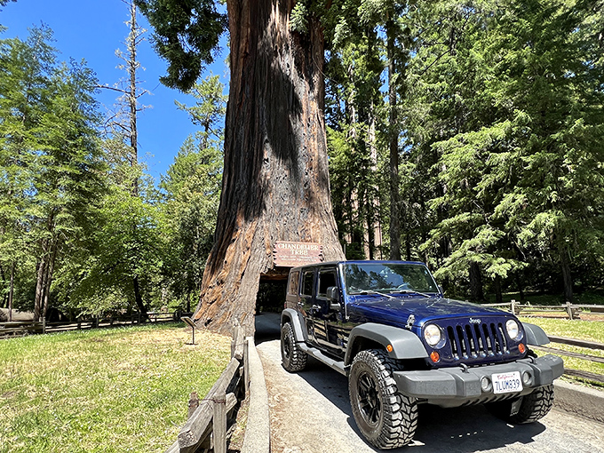 A Jeep navigates nature's most impressive archway. The Chandelier Tree stands as living proof that California doesn't do anything small&mdash;even its tunnels.
