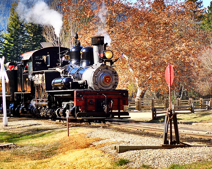 The star of the show: a vintage steam locomotive chugging through California's redwood forest, pulling bright yellow cars filled with wide-eyed adventurers.
