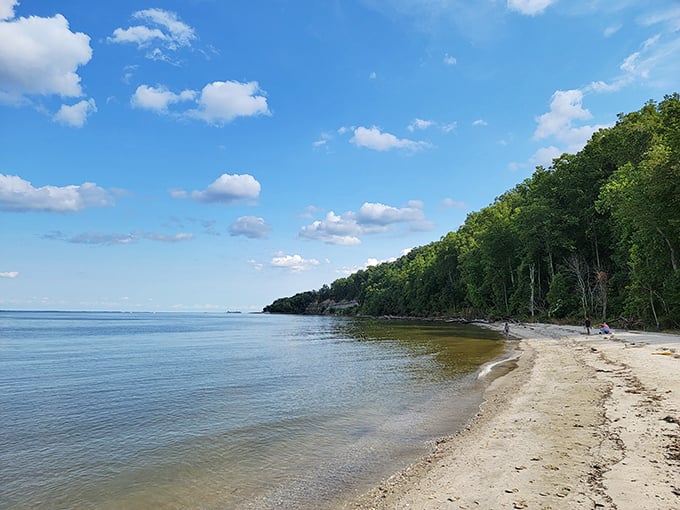 Where the forest meets the bay: Flag Ponds' pristine shoreline offers a peaceful escape from city life, with gentle waves and towering trees creating nature's perfect backdrop.