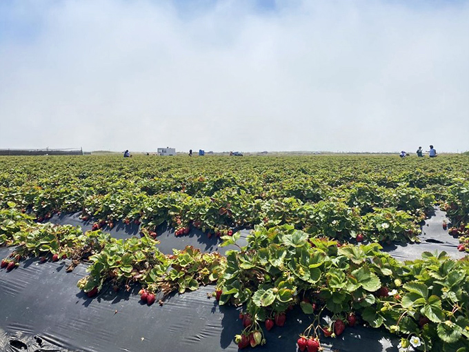 Rows of promise stretch toward the horizon, where visitors hunt for nature's candy. The California sun turns each berry into a tiny, edible ruby.
