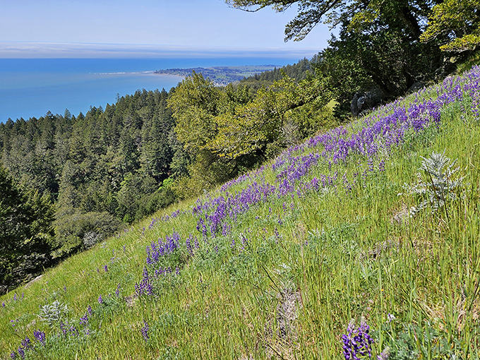 Alpine Lake shimmers like nature's mirror, reflecting the surrounding forest with such perfection you'll wonder which side is real and which is the reflection.