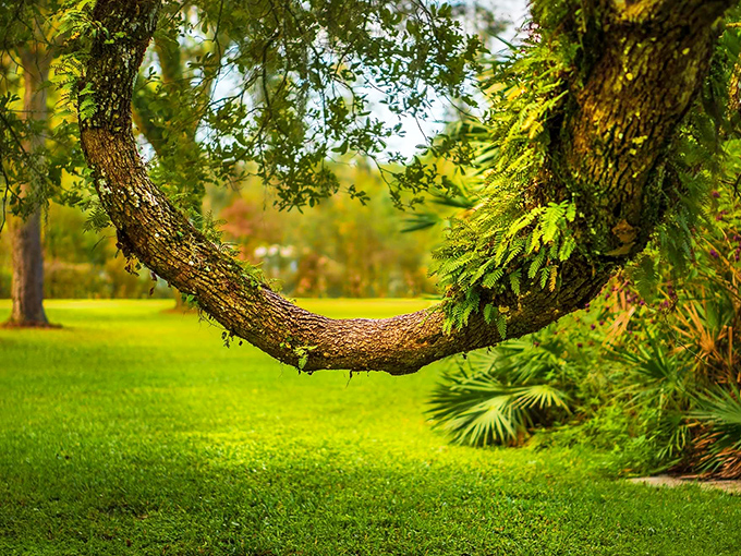 Nature's own pavilion: Majestic oaks create a cathedral-like canopy over pristine picnic areas, where Florida history and tranquility merge in perfect harmony.