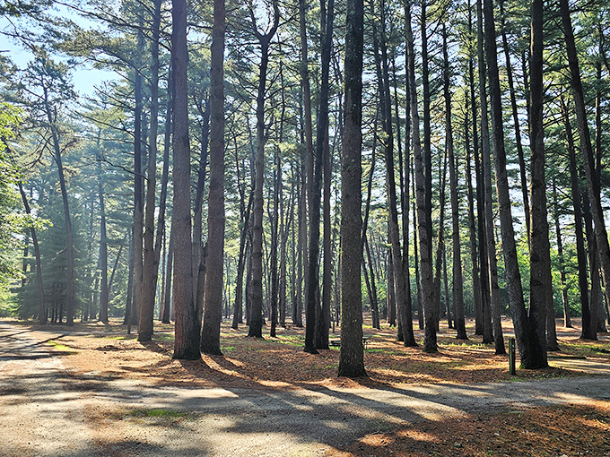 Towering pines create nature's cathedral at Sand Ridge State Forest, where sunlight filters through like stained glass windows.