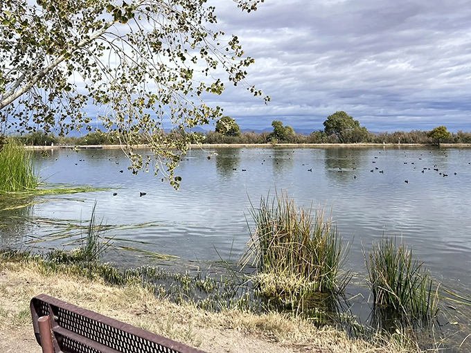 Mirror, mirror on the pond – the Pinaleño Mountains strike a pose in this perfect reflection at Dankworth Pond. Nature's showing off, and who can blame her?