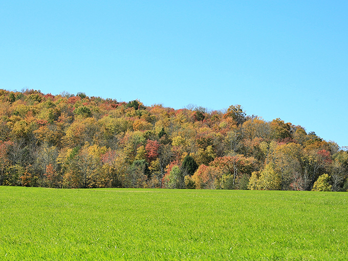 Nature's autumn masterpiece unfolds at Salt Springs State Park, where vibrant foliage meets emerald meadows in a display that puts Hollywood special effects to shame.