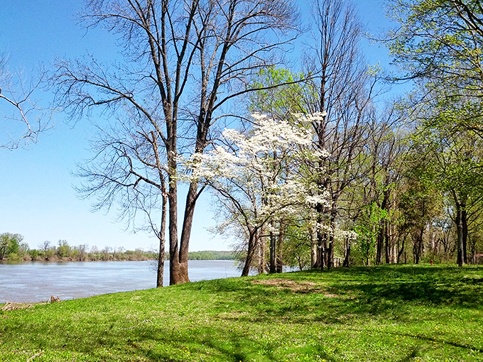 Spring awakens along the Wabash River, where flowering dogwoods stand like nature's wedding decorations against the blue Indiana sky.