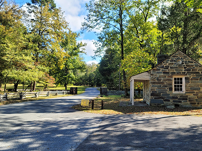 Nature's autumn fashion show on full display. The road through Morrow Mountain becomes a golden tunnel as fall foliage creates a scene worthy of a calendar cover.