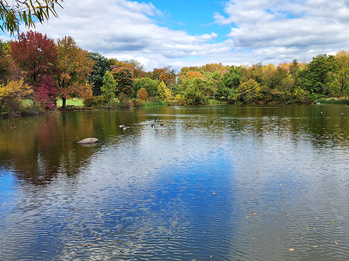 Nature's perfect corridor beckons with a sunlit invitation. This tree-lined path at Bellevue offers the kind of serenity you can't download from an app.
