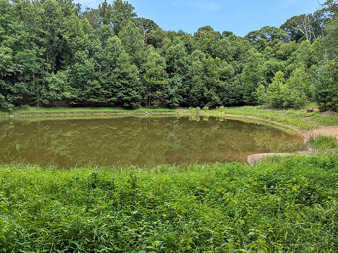 Nature's cathedral awaits on this sunlit trail, where dappled light plays through a canopy of towering sentinels that have witnessed generations come and go.