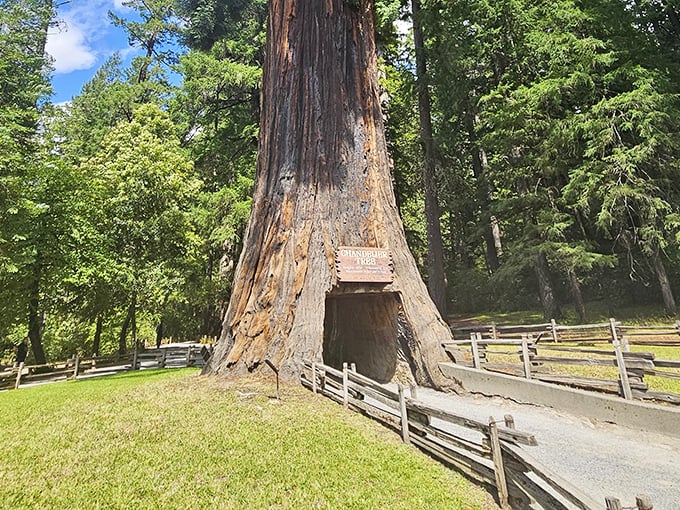 A Jeep navigates nature's most impressive archway. The Chandelier Tree stands as living proof that California doesn't do anything small&mdash;even its tunnels.