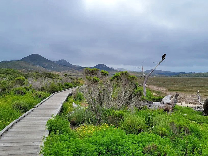 Nature's boardwalk beckons through golden marshlands, where every step feels like you're walking through a California postcard come to life.