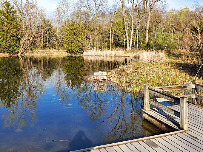 Nature's perfect mirror show at the pond entrance, where every tree gets to admire its reflection while visitors pause on the wooden observation deck.