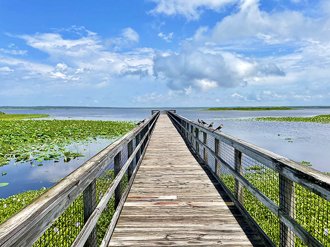 The boardwalk stretches toward infinity, inviting you to walk on water through a sea of lily pads. Florida's version of a red carpet, minus the paparazzi.