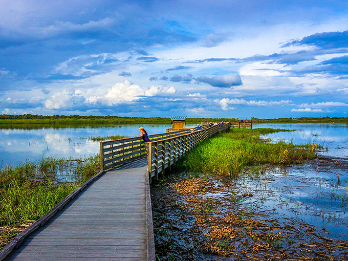 A wooden boardwalk stretches into Florida's wild heart, where reflective waters mirror clouds that look like they're auditioning for a Bob Ross painting.