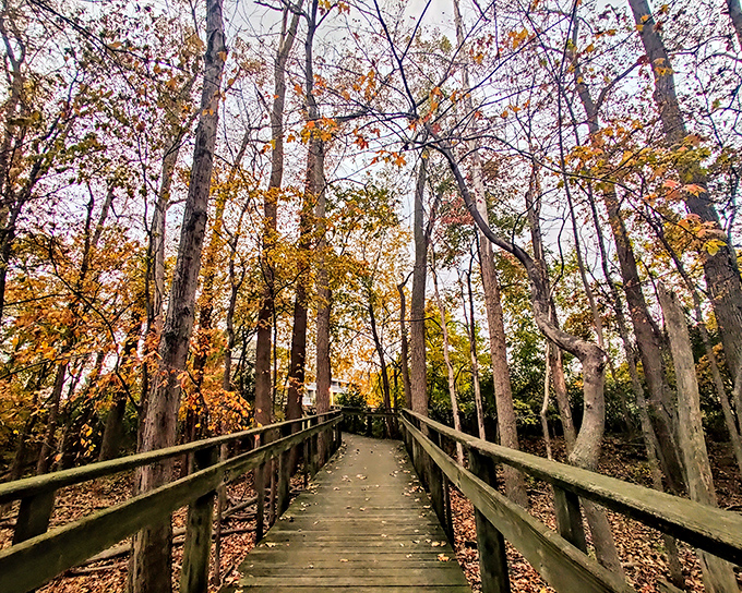 Nature's own masterpiece unfolds where Lake Erie meets Ohio's hidden gem of wilderness perfection.