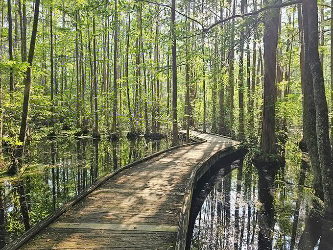 Nature's own infinity pool - this winding boardwalk through Woods Bay's cypress-tupelo swamp creates the illusion of walking on water.