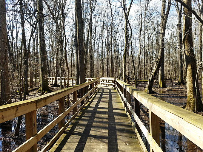The wooden boardwalk stretches through winter-bare trees like nature's red carpet, inviting you to explore what lies beyond the next turn.