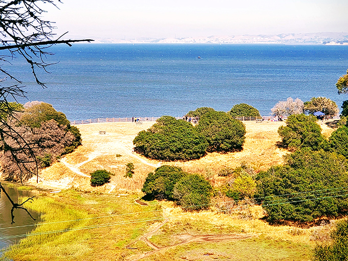 The golden hills meet the blue waters of San Pablo Bay, creating a California postcard moment that no filter could improve upon.