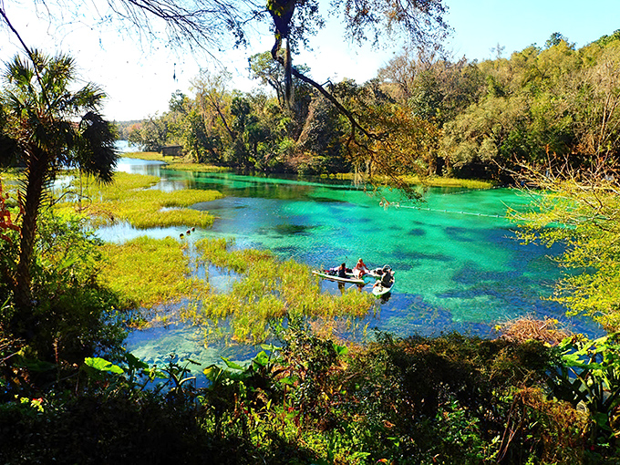 Nature's own swimming pool beckons with waters so impossibly blue-green, you'd swear someone snuck in overnight with food coloring. Pure Florida magic.