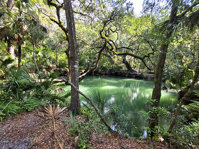Nature's own infinity pool, where crystal-clear spring water creates a mesmerizing emerald oasis.
