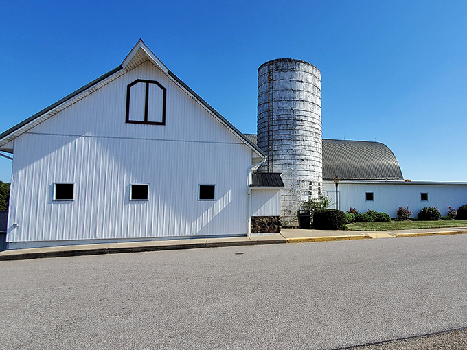 Not just any barn – this iconic white structure with its classic silo stands like a culinary lighthouse, beckoning hungry travelers across the Ohio countryside.