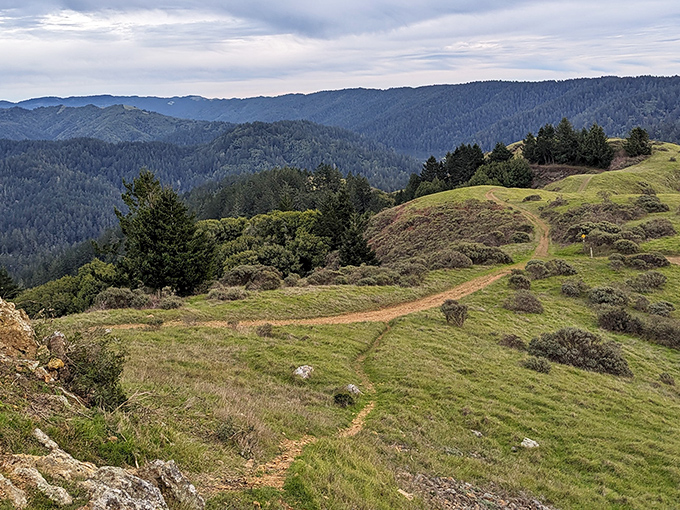 Rolling hills stretch to the horizon at Samuel P. Taylor State Park, where hiking trails offer panoramic views that make your Instagram followers question their life choices.