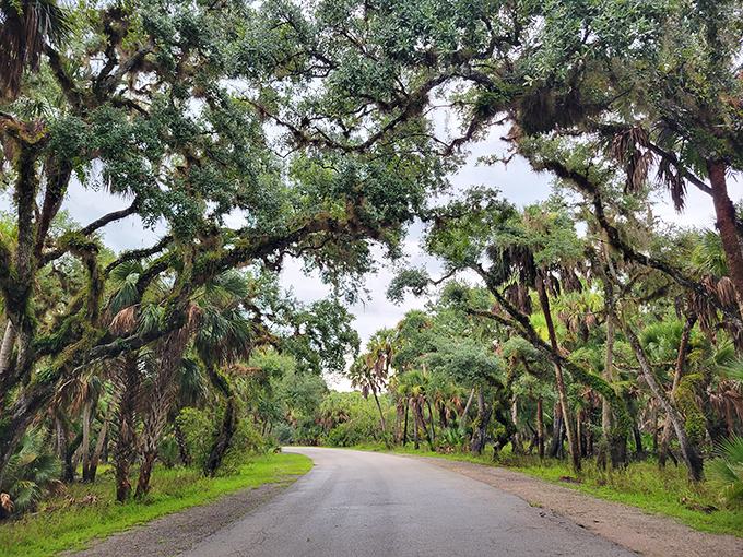 Nature's cathedral awaits as you drive beneath this canopy of ancient oaks. The Spanish moss dangles like nature's own chandeliers, welcoming you to wild Florida.