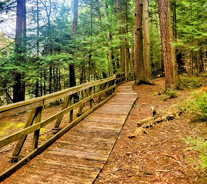 Nature's autumn masterpiece unfolds at Salt Springs State Park, where vibrant foliage meets emerald meadows in a display that puts Hollywood special effects to shame.