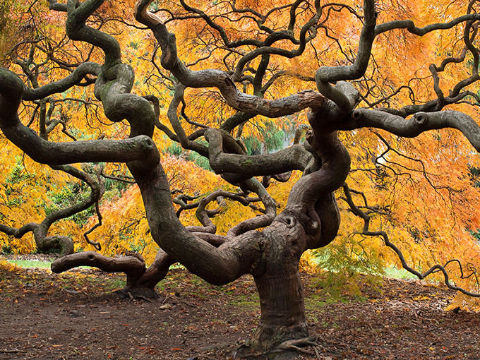 Nature's therapy session in progress: this ancient tree and weathered bench create the perfect spot for contemplating life's mysteries or just enjoying the shade.