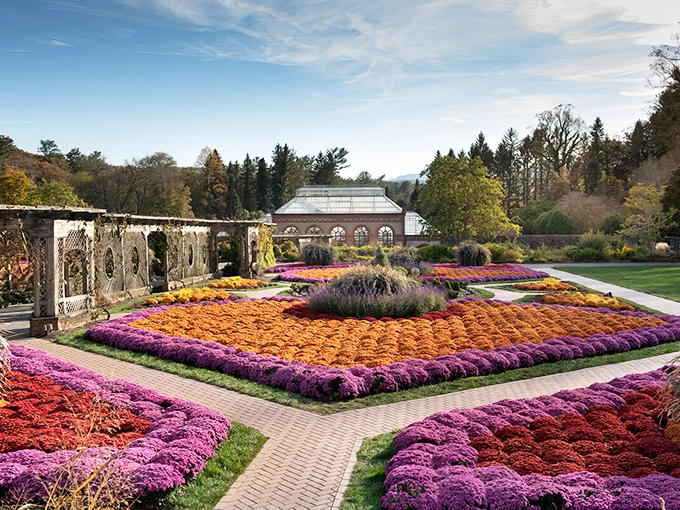 The Biltmore Rose Garden explodes with color like Mother Nature's own kaleidoscope. Geometric patterns of chrysanthemums create a living quilt that would make any Instagram filter jealous.