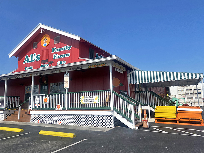 Al's Family Farms stands as a cheerful red beacon of agricultural tradition. Where citrus shopping becomes an experience rather than an errand.