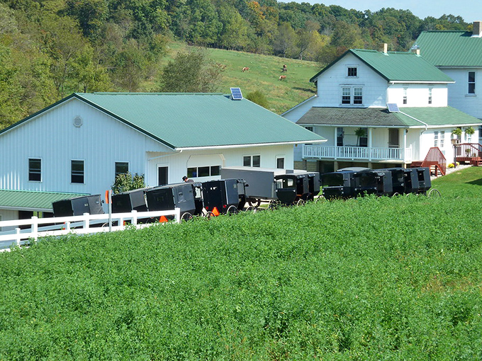 Amish buggies lined up outside a gathering—where community happens without a single Wi-Fi password or social media check-in required.