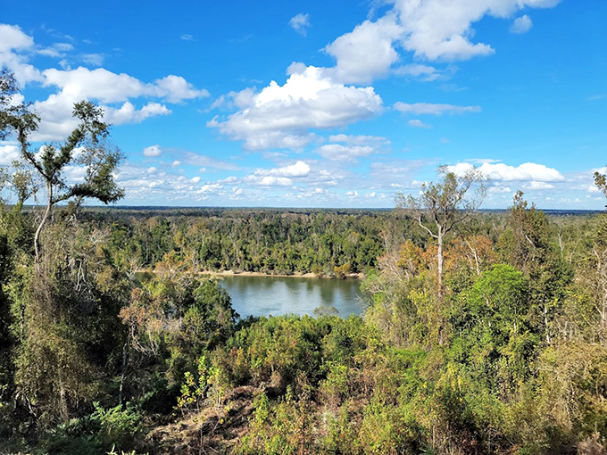 The mighty Apalachicola River cuts through the landscape like nature's blue ribbon, gift-wrapping this slice of wild Florida.