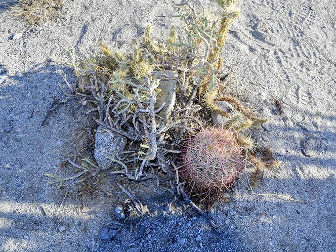 Nature's own sculpture garden: Desert plants add living texture to the landscape, their spiny defenses a real-life counterpart to the metal creations nearby./