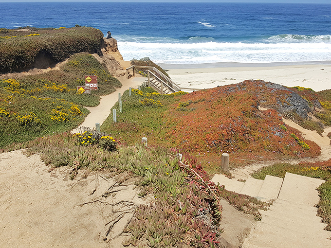 Wildflowers and succulents create nature's perfect garden path to the beach. No landscape architect could improve on Garrapata's natural design sense.