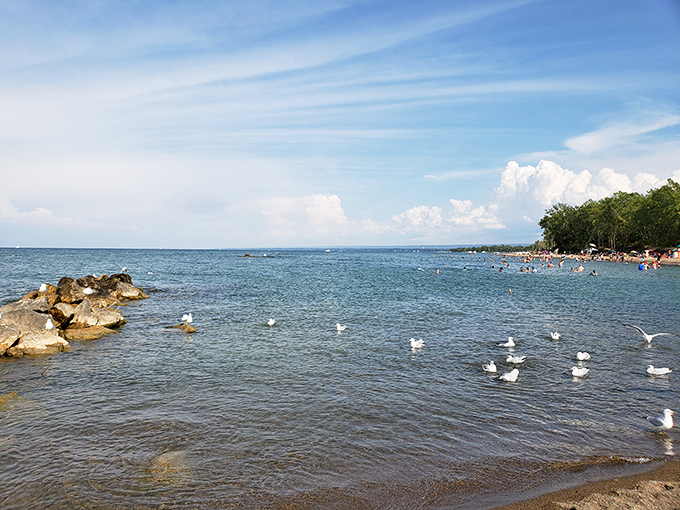 A committee of gulls holds their morning meeting at the water's edge, likely discussing the day's best fishing spots.