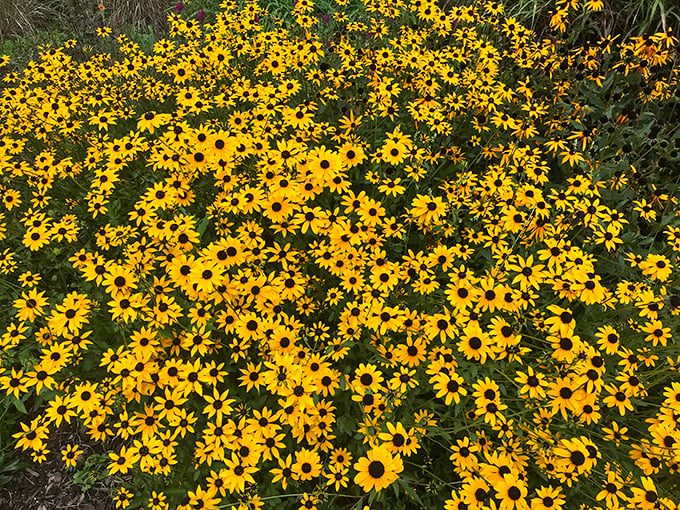 Black-eyed Susans create a sea of sunshine that would make even the grumpiest visitor smile. Nature's version of a mood-enhancing prescription, no copay required.