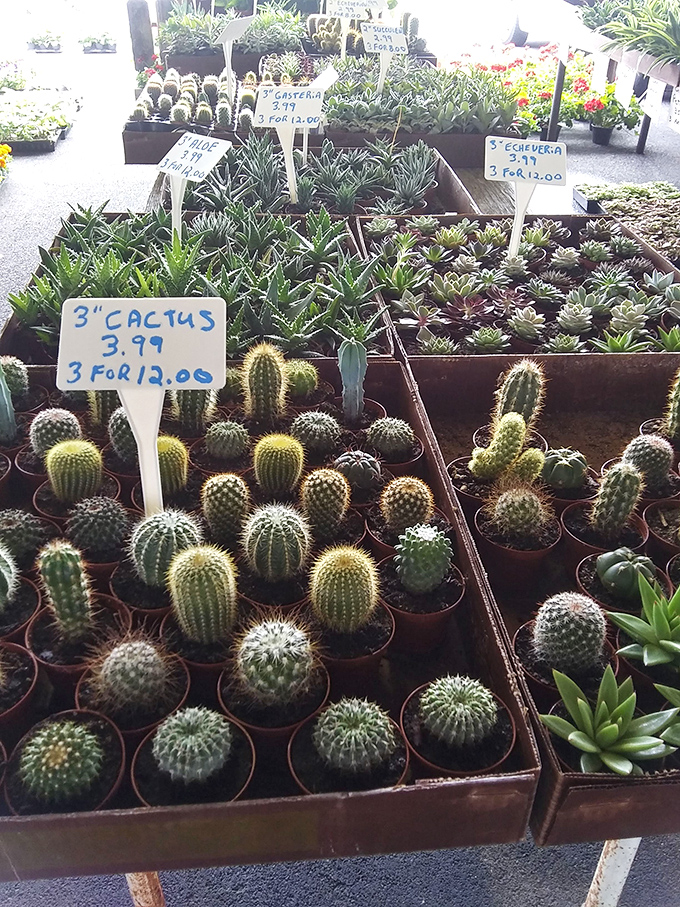 Tiny cacti with big personalities – nature's way of saying "I'm adorable but please don't hug me."