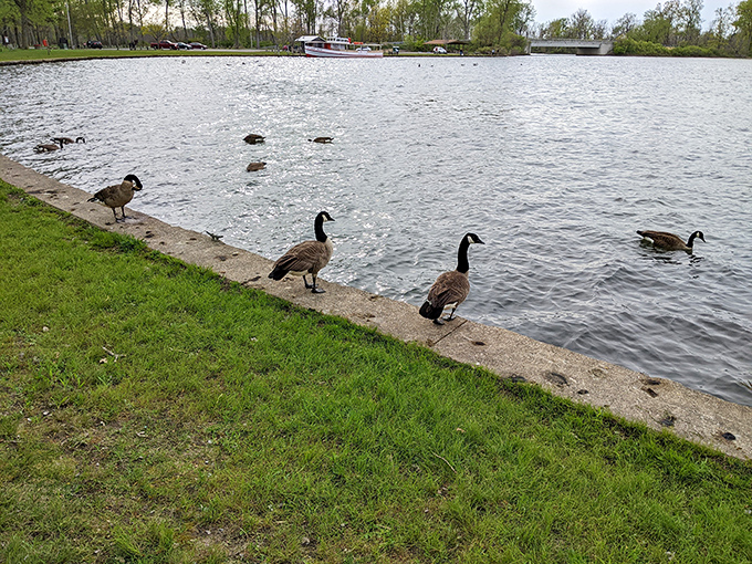 "Excuse me, do you have reservations?" The resident Canada geese committee conducts their daily lakeside inspection with military precision.