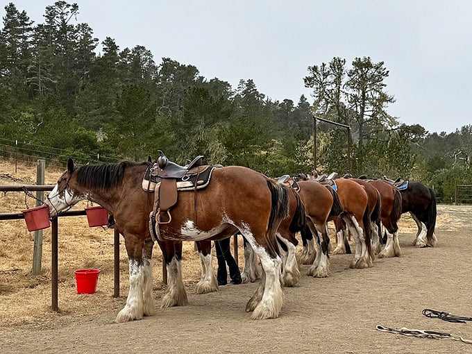 These Clydesdales aren't just horses; they're majestic time machines to when horsepower actually involved, well, horses.