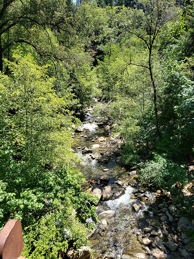 Nature's playground awaits just steps from downtown, where towering pines create a cathedral-like setting for outdoor enthusiasts.