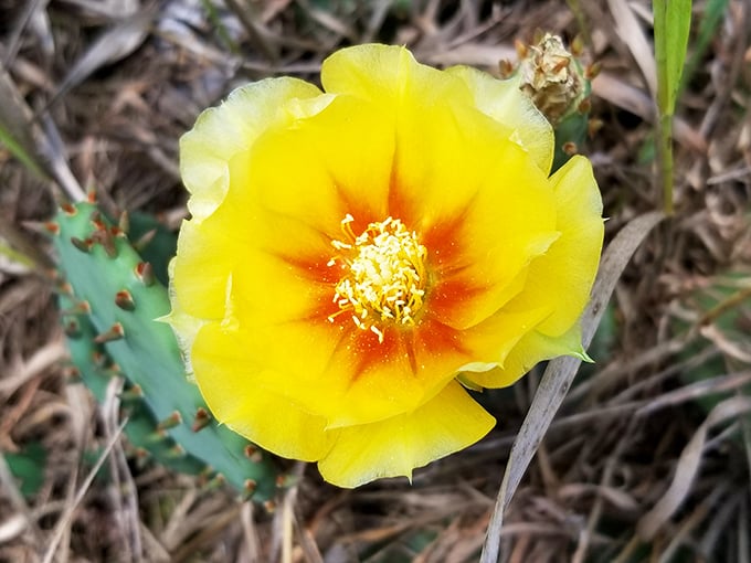 The desert blooms in Illinois! This prickly pear blossom brings a touch of Arizona to the Prairie State's sandy ecosystem.