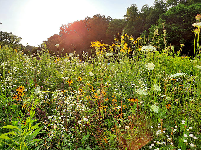 Prairie wildflowers stage their own colorful rebellion. This botanical jazz ensemble proves Illinois can do Technicolor when it wants to.