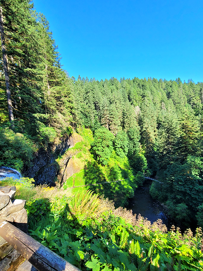 Fifty shades of green! The forest canopy creates a natural cathedral where sunlight filters through like stained glass windows.
