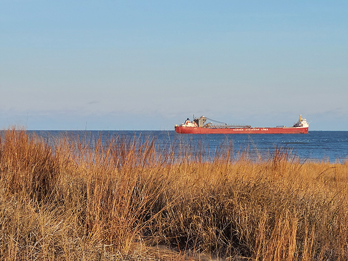 Industrial meets idyllic as a Great Lakes freighter glides past golden dune grasses, reminding us of Erie's working-water heritage.